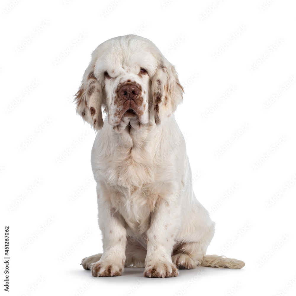 Cute Clumber Spaniel dog pup, sitting up side ways. Looking towards ...