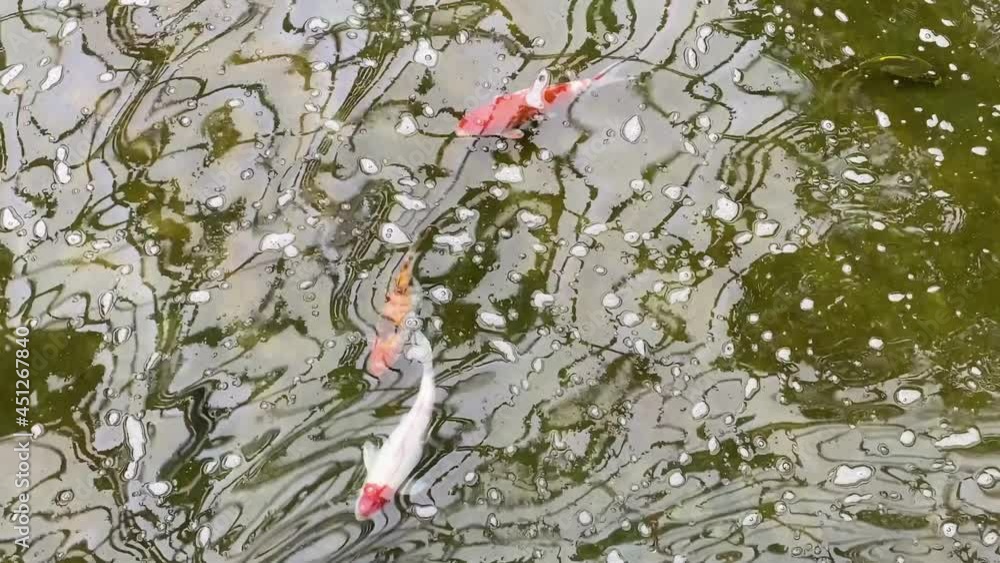 red fish in the water, Clean water in small pool, in this water have ...