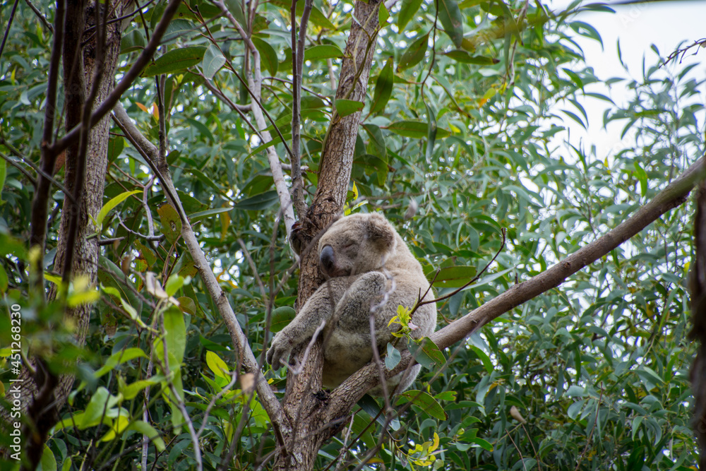 Koala Bear in the branches of a eucalyptus tree in the Noosa National ...