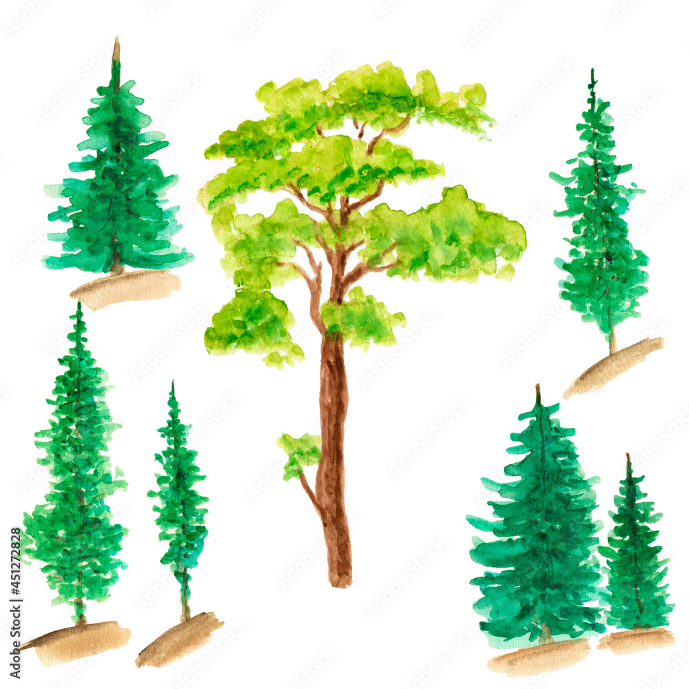 Watercolor hand painted nature plants set with seven different spruce ...