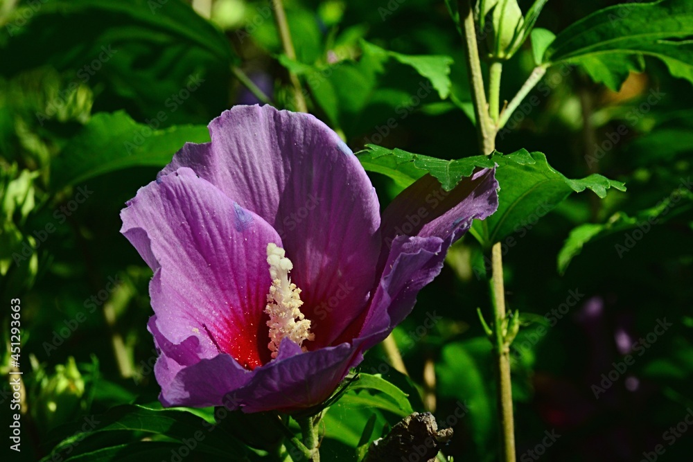 Purple to red bicoloured flower of Rose of Sharon, also called Syrian ...
