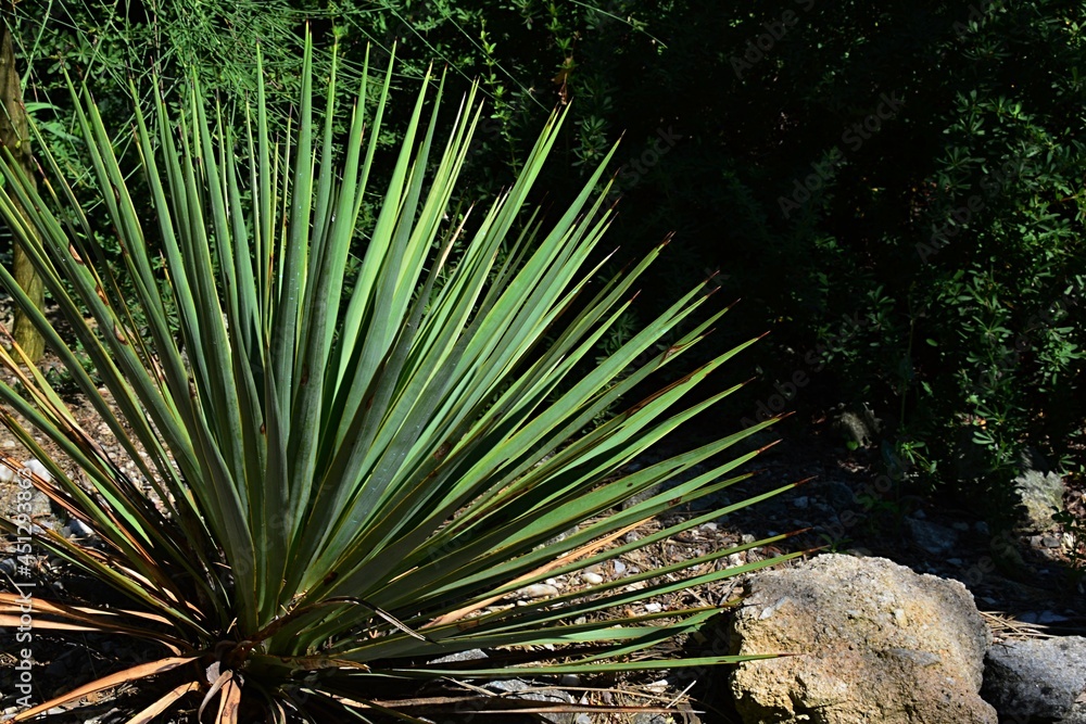Yucca plant called Adam's Needle or Weak-leaf Yucca, latin name Yucca ...