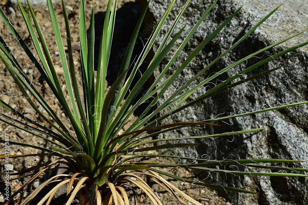 Long sharp leaves of young plant Yucca Harrimaniae, also called Spanish ...