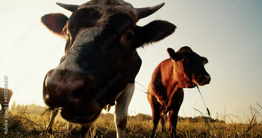 Curious cows look into the camera while chewing on the grass. The ...