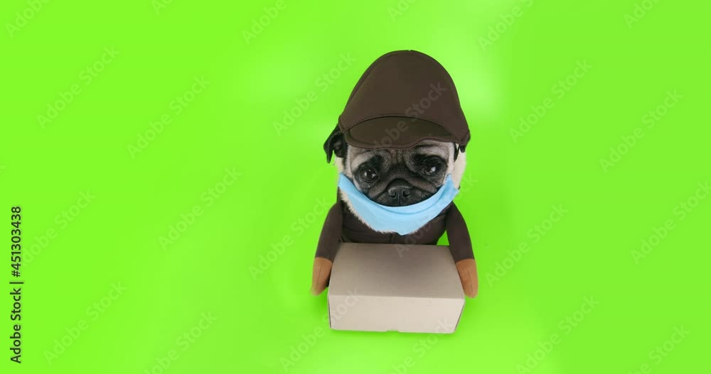 Funny pug dog dressed delivery costume, face mask. Funny concept shy courier delivered parcel ...