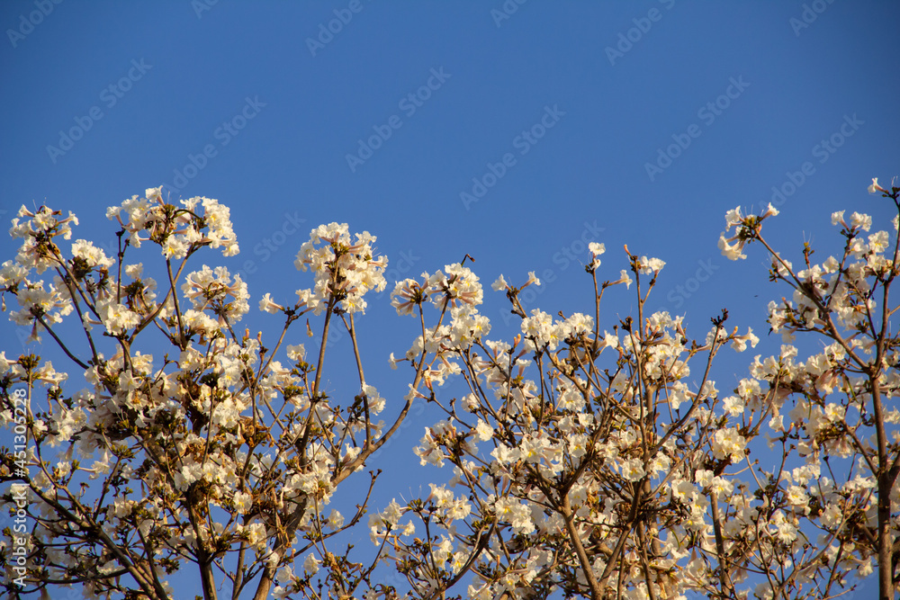 Detalhe de um ipê branco florido com céu azul ao fundo. Tabebuia roseo ...
