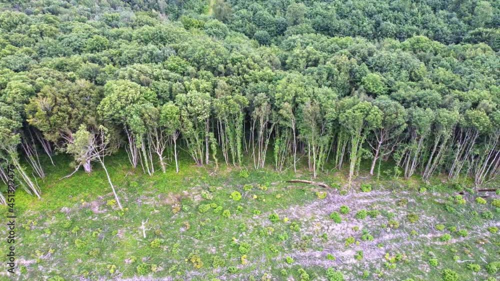 Deforestation of Birch Forests in Denge and Pennypot Wood Kent England ...