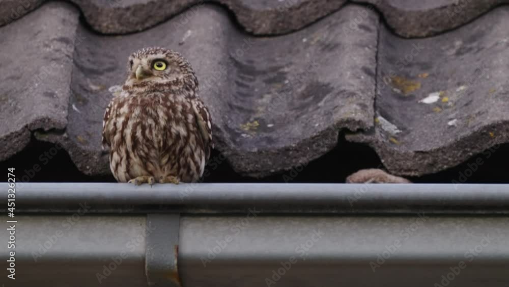 2 two little owl sitting in the gutter on a roof. One strong male and a ...