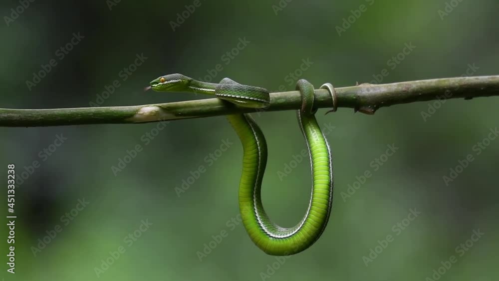 White-lipped Pit Viper, Trimeresurus albolabris, Kaeng Krachan National ...