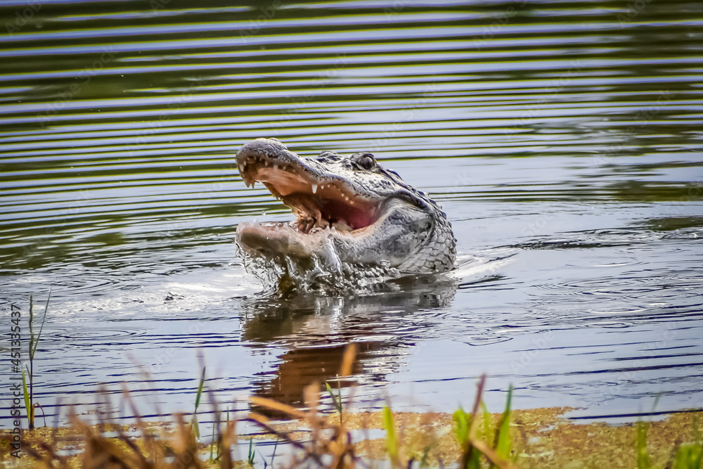Alligator in swamp eating prey Stock Photo | Adobe Stock