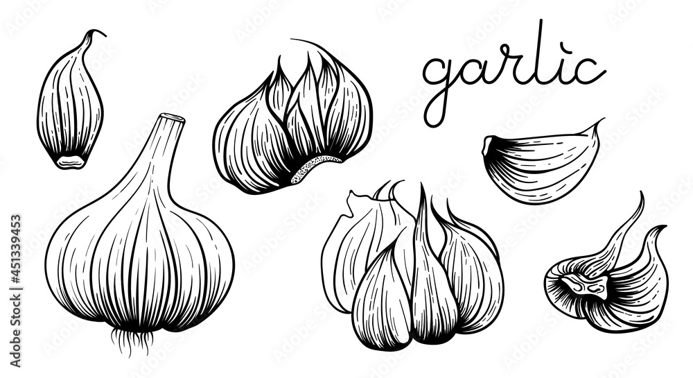 Garlic bulb hand drawn vector illustration. Set Graphic sketch clipart ...