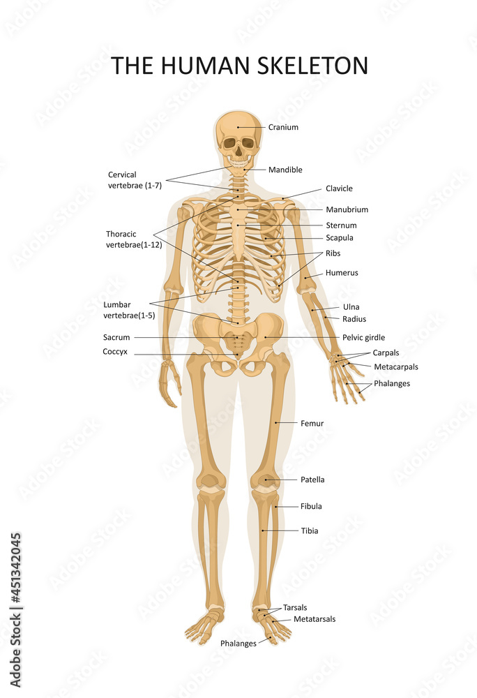 Diagram Of The Human Skeleton Main Parts Of The Skeletal System Front diagram-of-the-human-skeleton-main-parts-of-the-skeletal-system-front