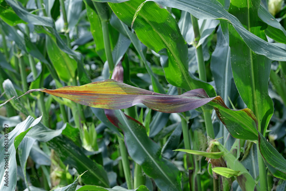 Red discoloration of corn leaves due to nutrient deficiencies or ...
