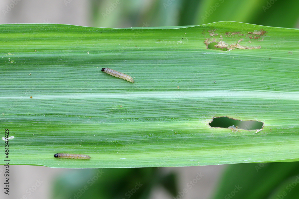 European Corn Borer Damage