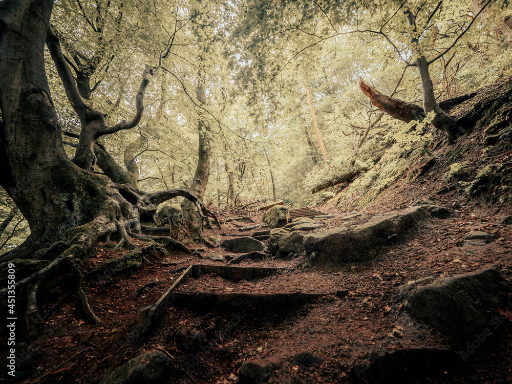 Mystical Forest Path