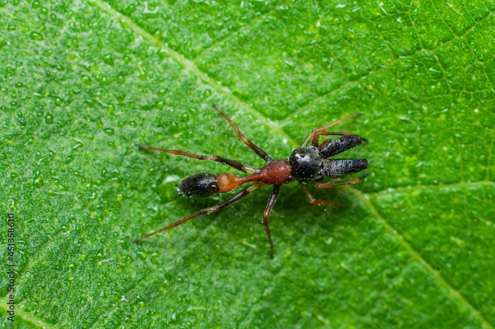 Jumping spiders from the common home spiders, the exotic peacock ...