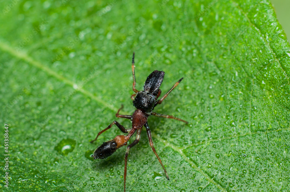 Jumping spiders from the common home spiders, the exotic peacock ...