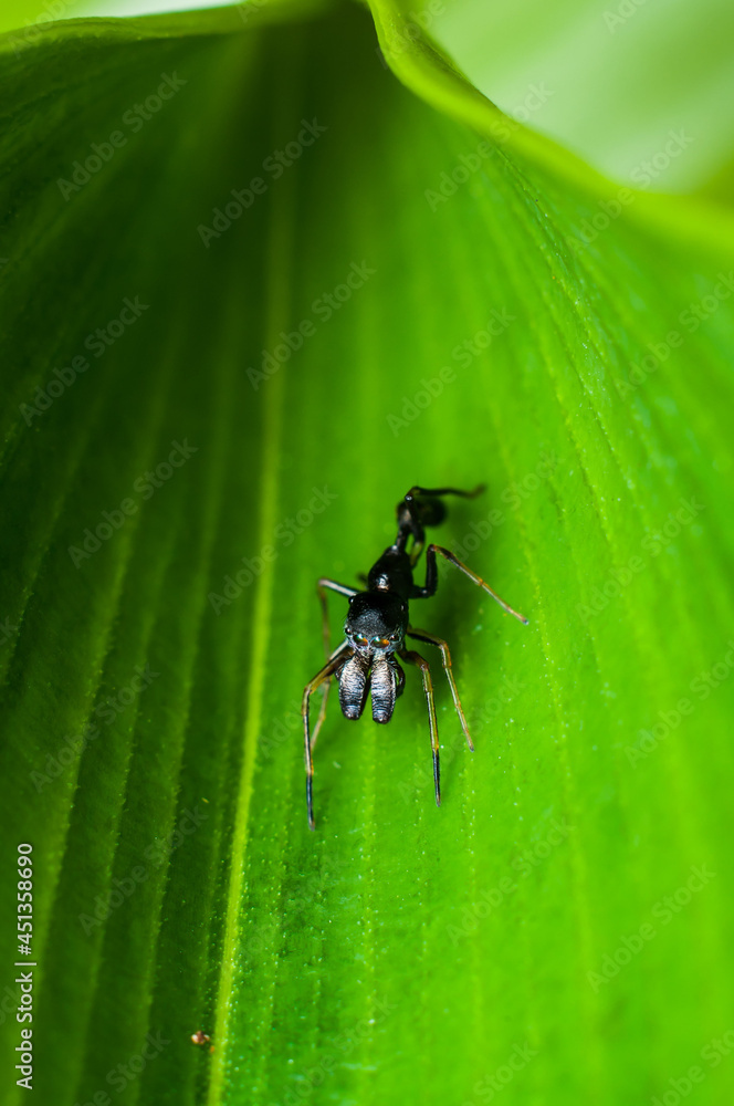 The elusive and rare male ant mimic spiders. All Black Male Ant Mimic ...