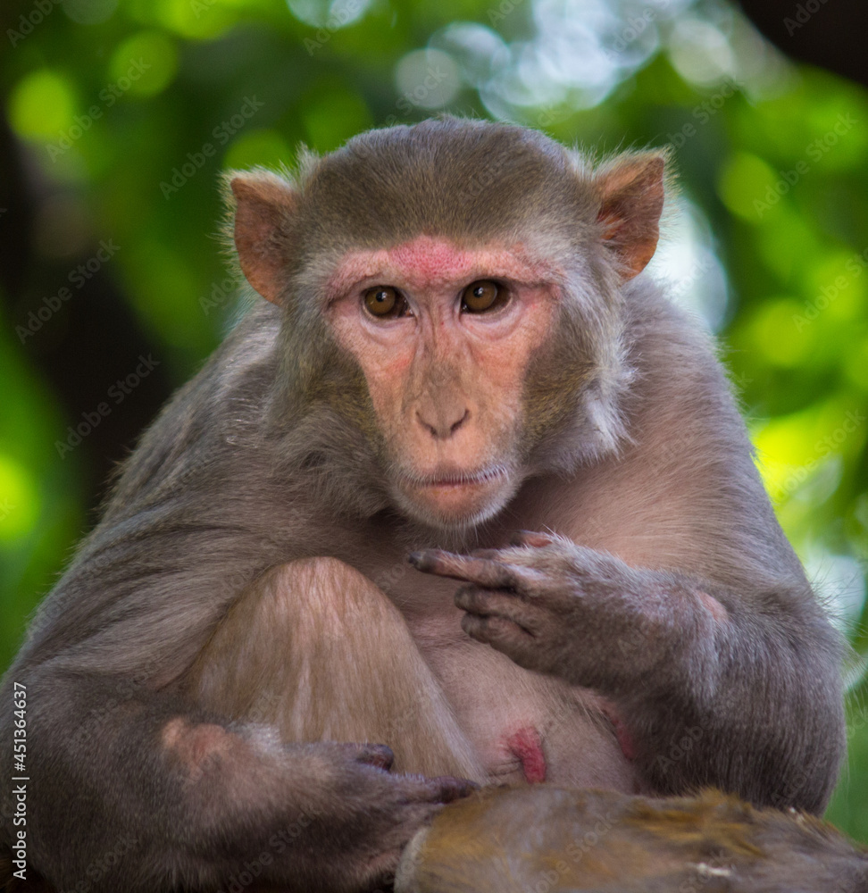 Portrait of a Lovely Young Rhesus macaque monkey or Primate or also ...