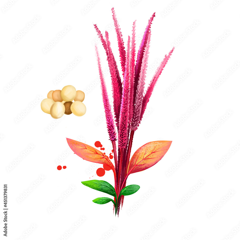 Amaranth vegetable isolated on white. Hand drawn illustration of ...