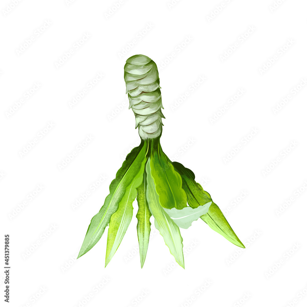 Celtuce vegetable thick stem and green leaves isolated on white. Hand ...