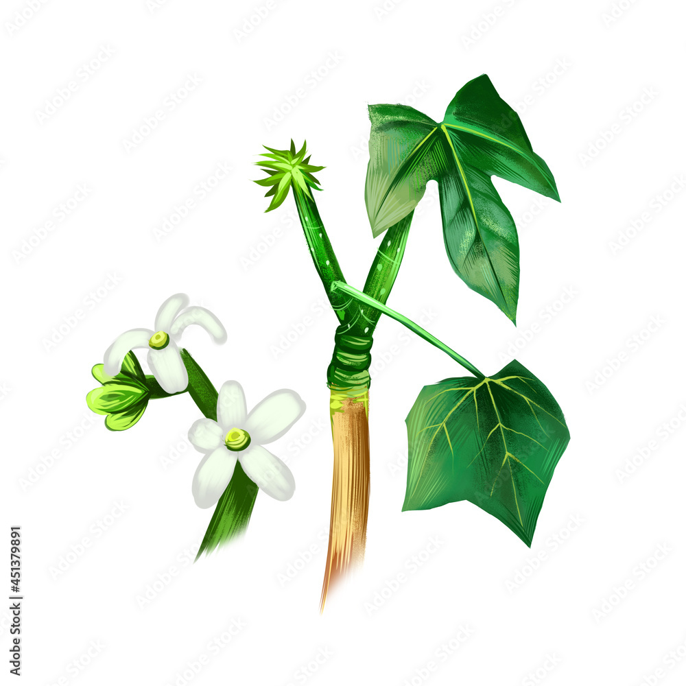 Chaya vegetable isolated on white background. Hand drawn illustration ...