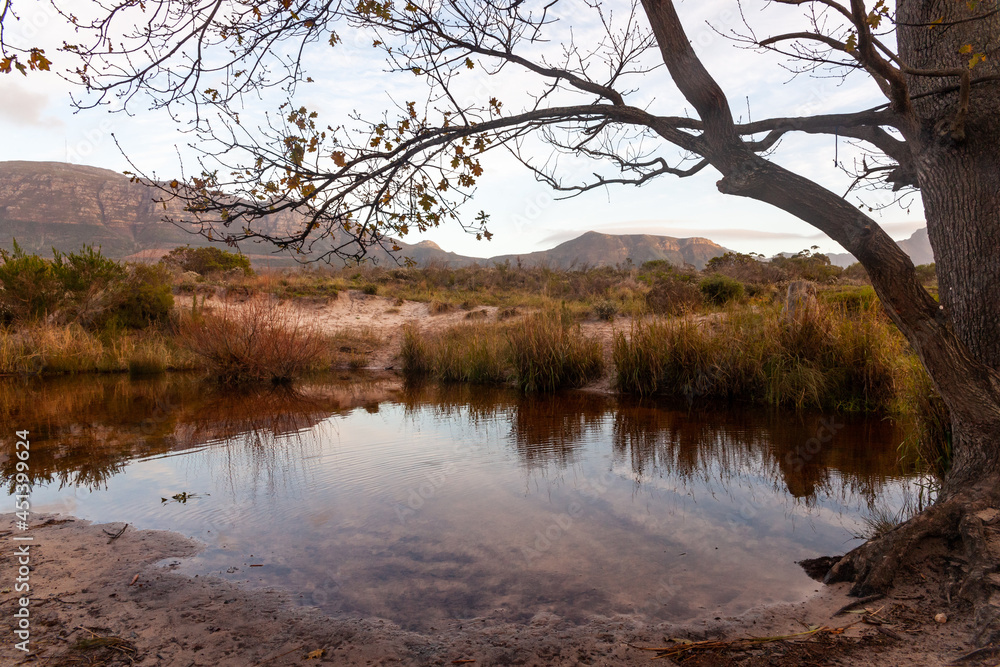 The Tokai forest park which is made up of different sections of pine ...
