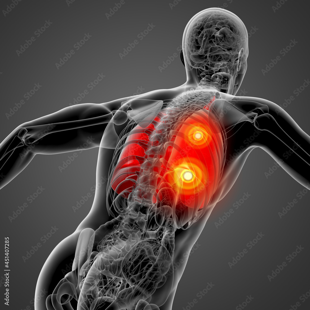 Human respiratory system in x-ray - lungs back view Stock Illustration ...