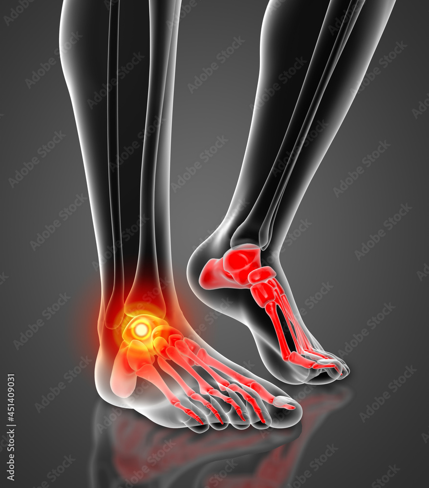 Human Skeletal Feet - front view Stock Illustration | Adobe Stock
