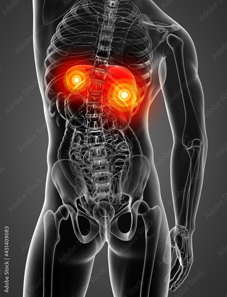 Human digestive system liver red colored - front view Stock ...