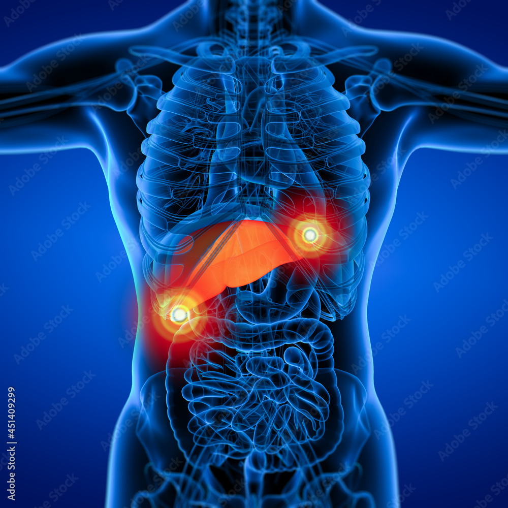 Anatomy of human liver in x-ray view Stock Illustration | Adobe Stock