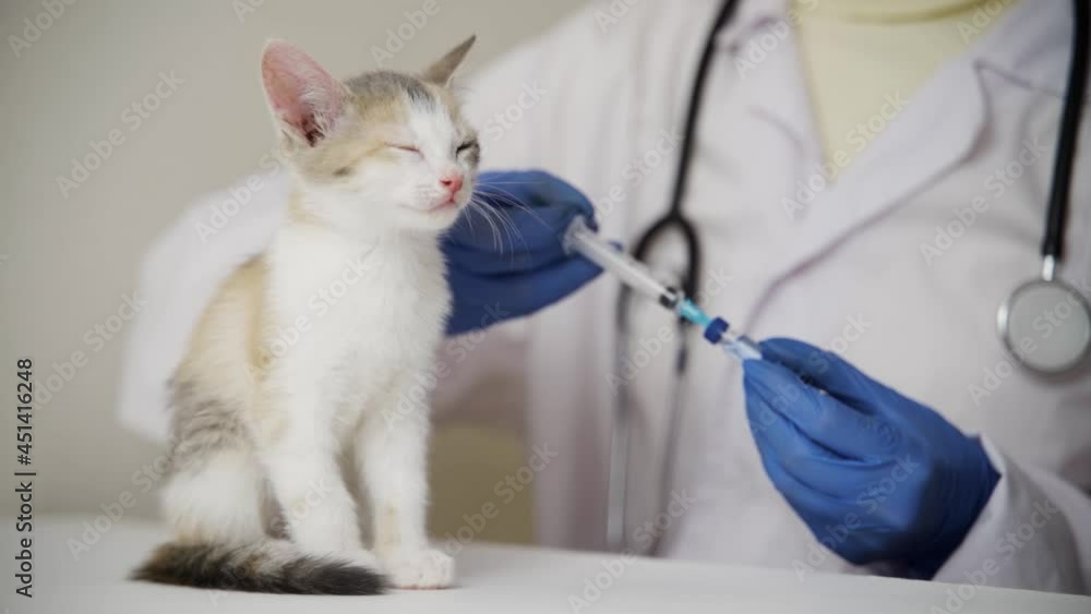 Veterinarian young woman prepares injection for kitten vaccine. Animal ...