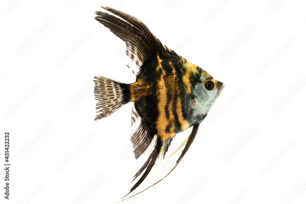 Angel fish Freshwater Fish on White isolated background with clipping ...