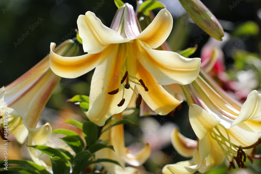 Bright yellow lily (Latgale Hybridi) in a botanical garden, pistil and ...