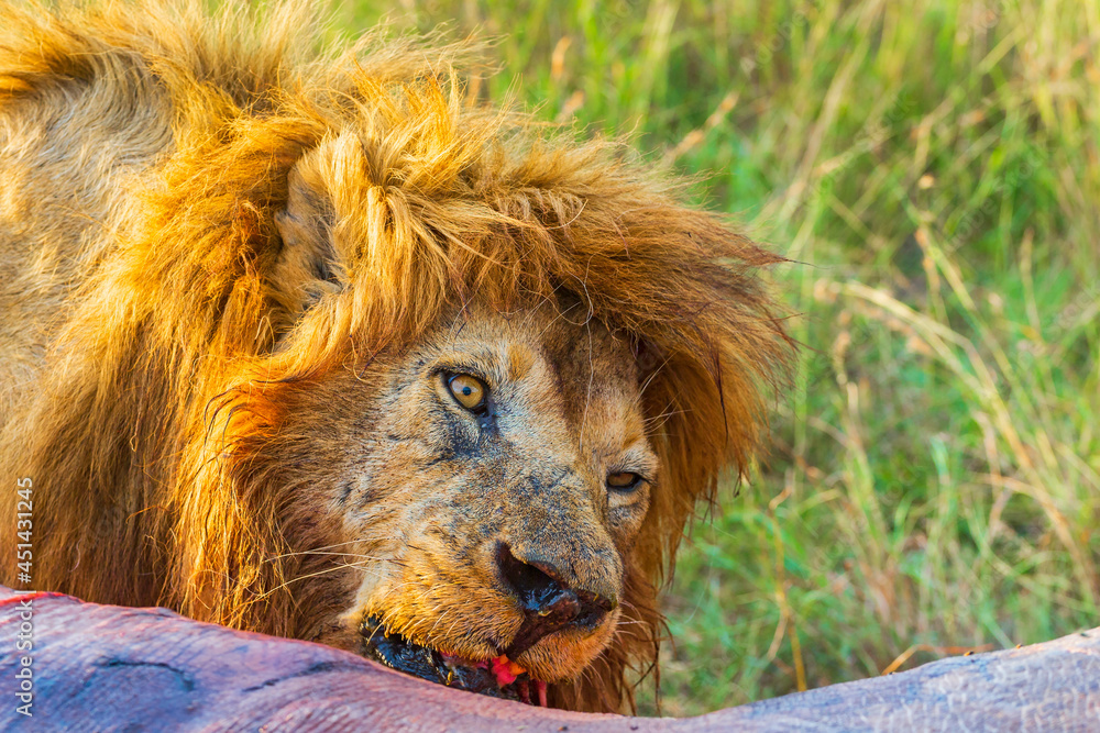 Big male lion eats from a dead animal Stock Photo | Adobe Stock