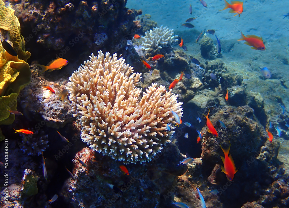 Life of coral reefs, concept of biodiversity of marine ecosystems ...