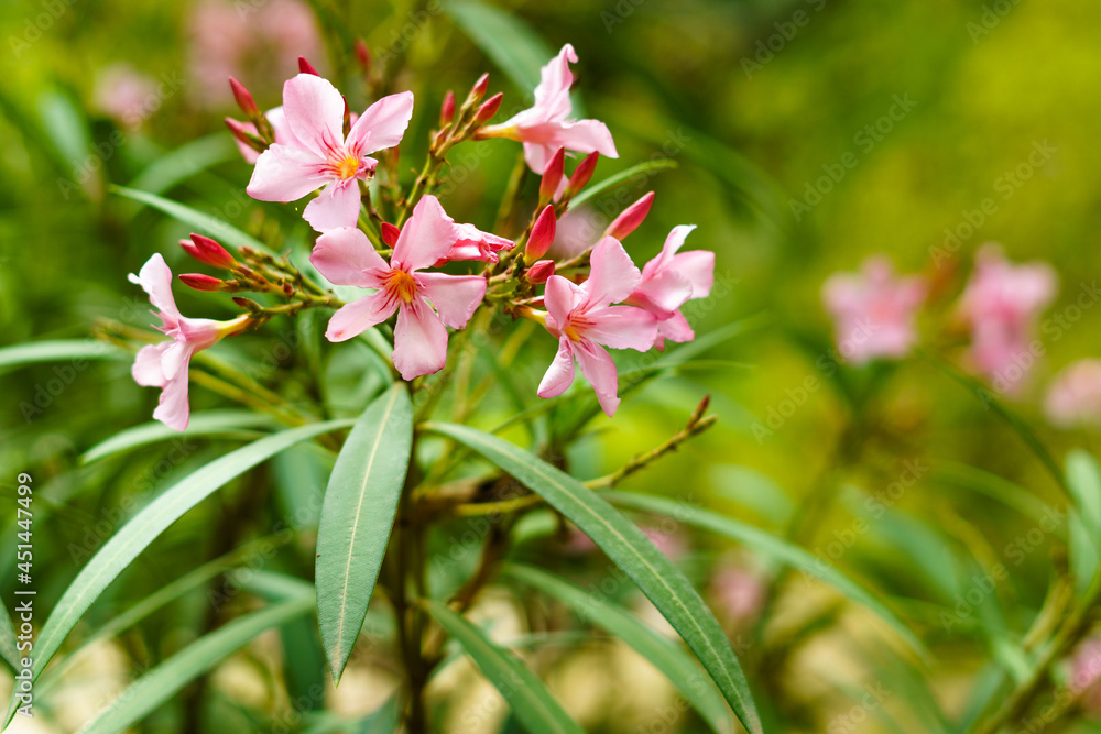 Oleander, Nerium oleander, also known as flower laurel, rose laurel ...