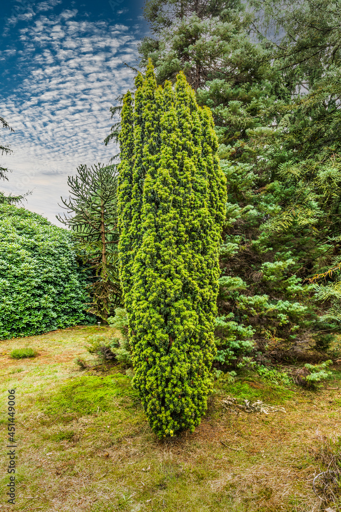 Solitary gold yellow columnar venom tree, Taxus baccata 'standishii ...