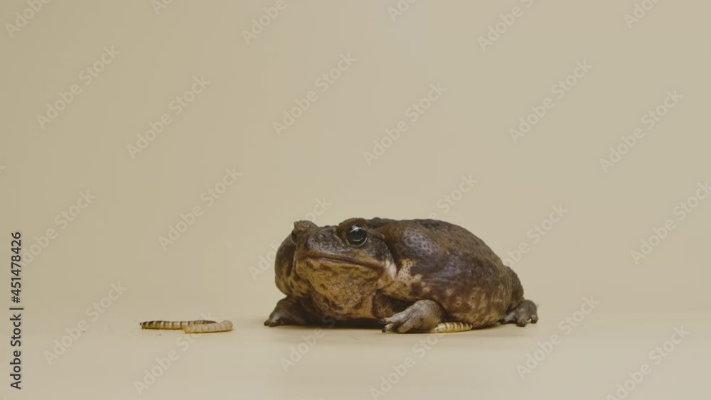 Cane Toad, Bufo marinus, sitting near the larvae on a beige background ...