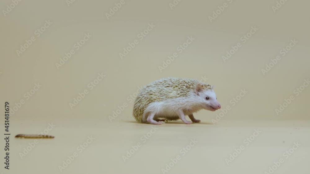 African whitebellied hedgehog chews food in the studio on white ...