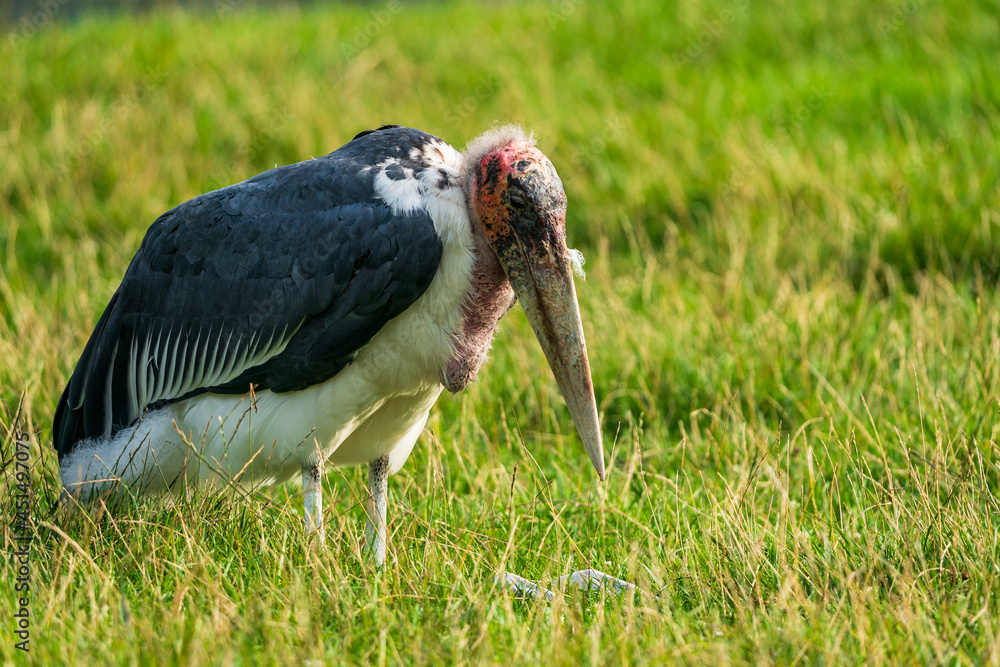 africa, african, african birds, african safari, african savanna, animal ...