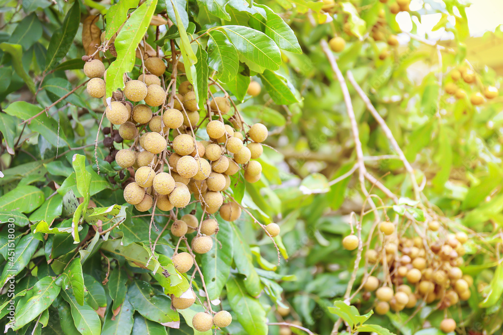 Longan fruit on the tree in the longan garden, Tropical fruits in ...