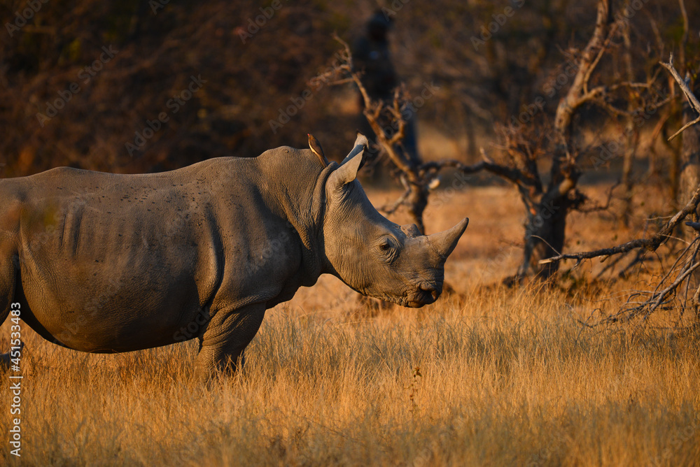 A white rhino with a red-billed oxpeckers at dawn on the woodlands of ...