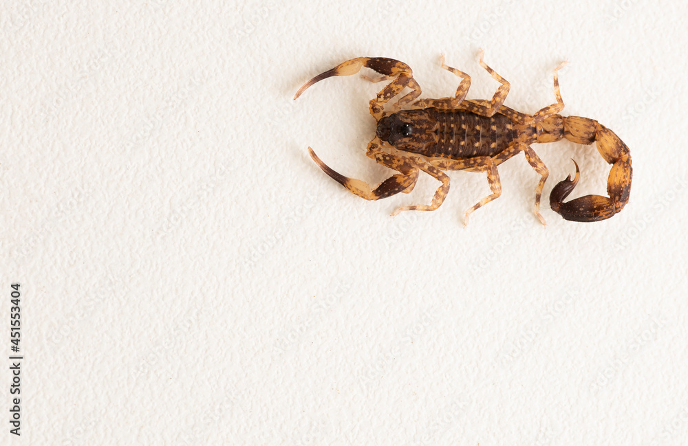 Small Brown Asian scorpion on textured white background showing fine ...