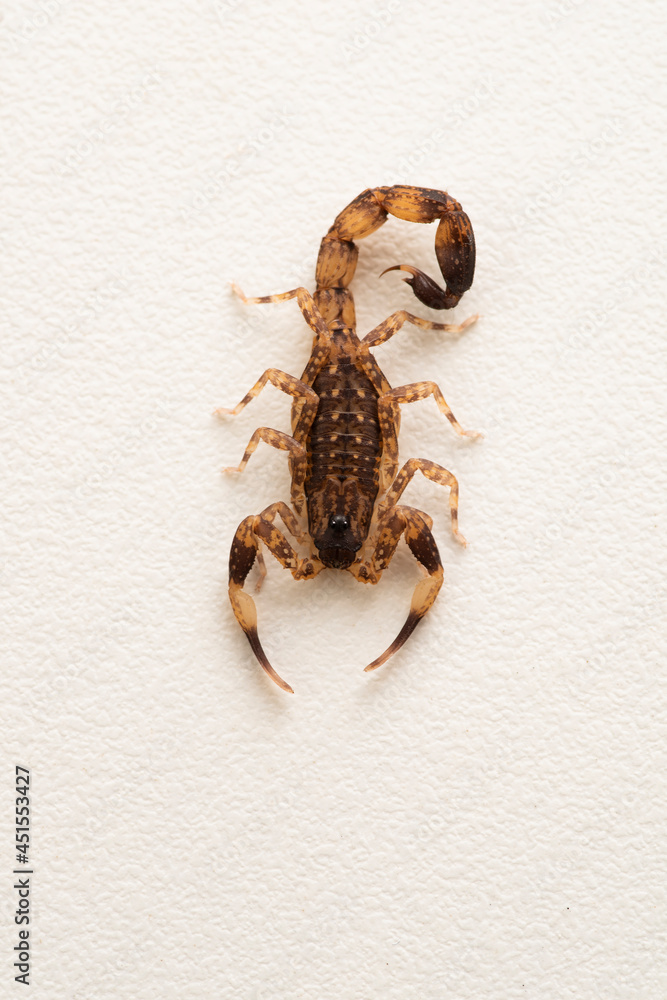 Small Brown Asian scorpion on textured white background showing fine ...