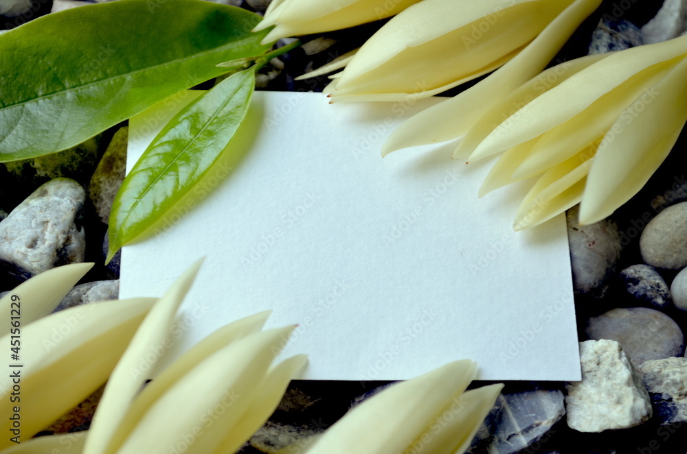 Frame of White Champaka with leaves on a stone background. Space for ...