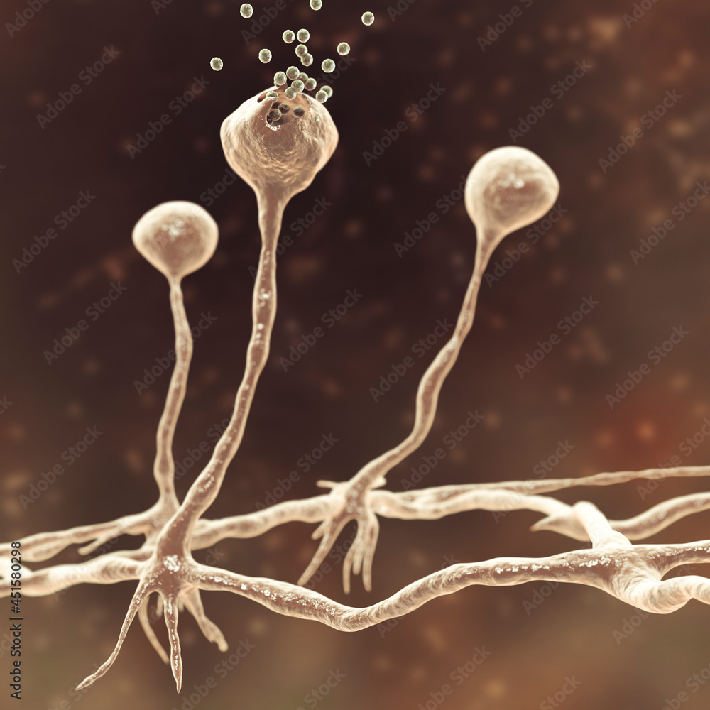 Rhizopus mold, also known as bread mold and black fungus, 3D ...