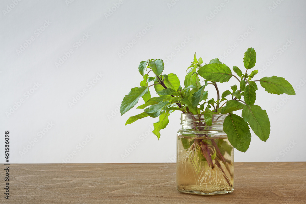 Tulsi plant cutting in water growing roots. Holy basil (Ocimum ...