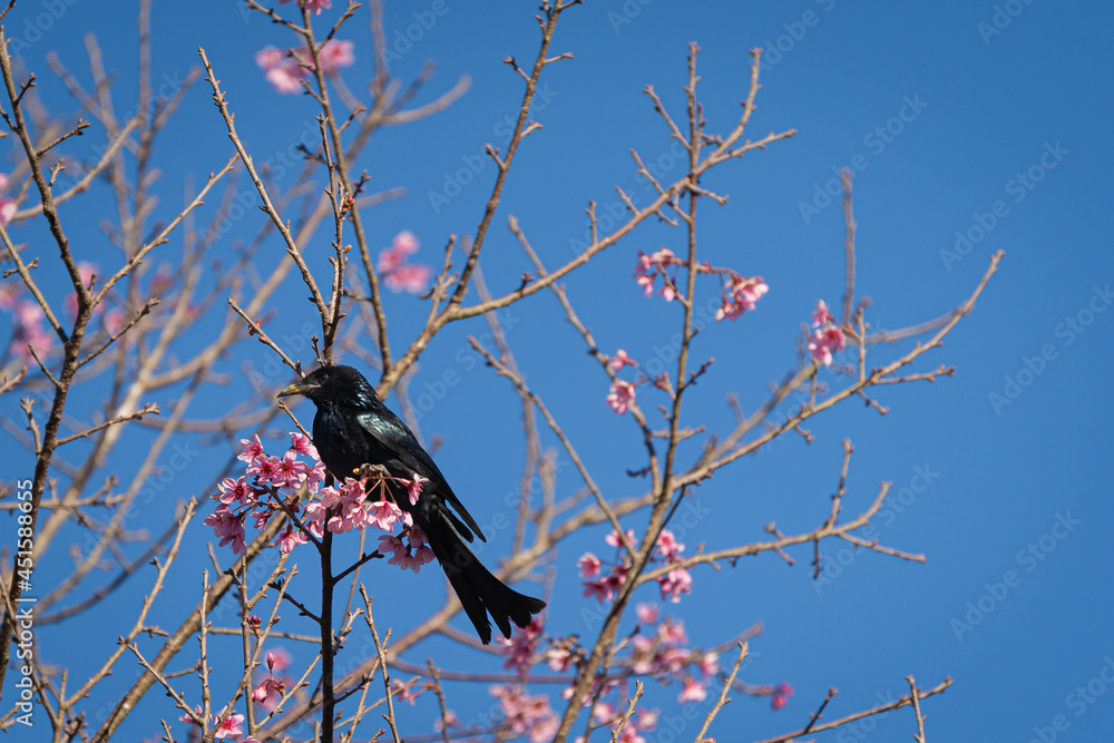 Hair- crested Drongo black bird or Dicrurus hottentottus is an Asian ...