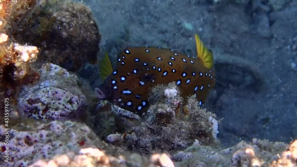 Blue spotted cube trunk-fish (Ostracion cubicus) inhabits coral reefs ...